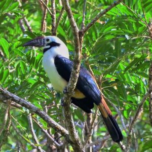 PhilBio – Biodiversity in Action