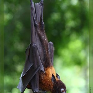 PhilBio – Biodiversity in Action