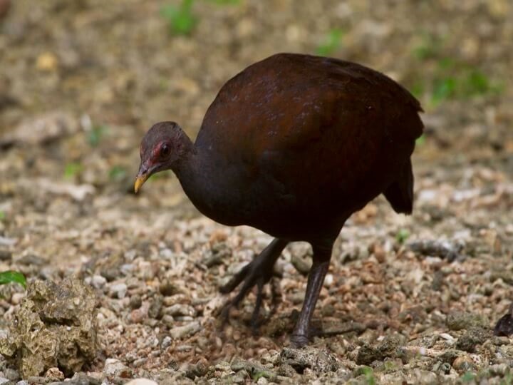 Unearthing Tabon Facts