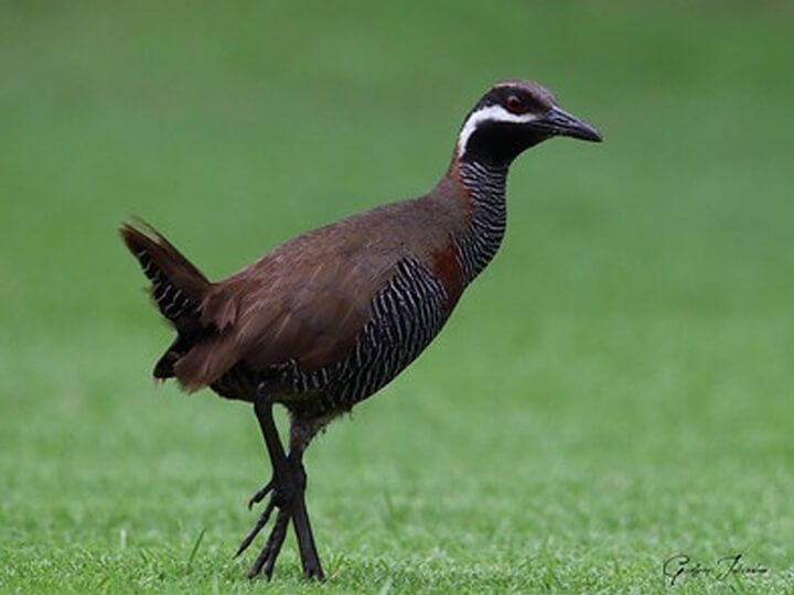 Unearthing Tabon Facts